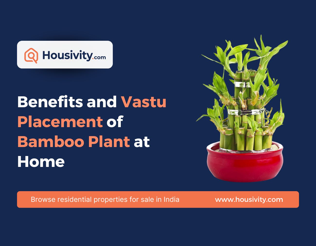 Bamboo Plant Placement Guide: A Homeowner's Guide