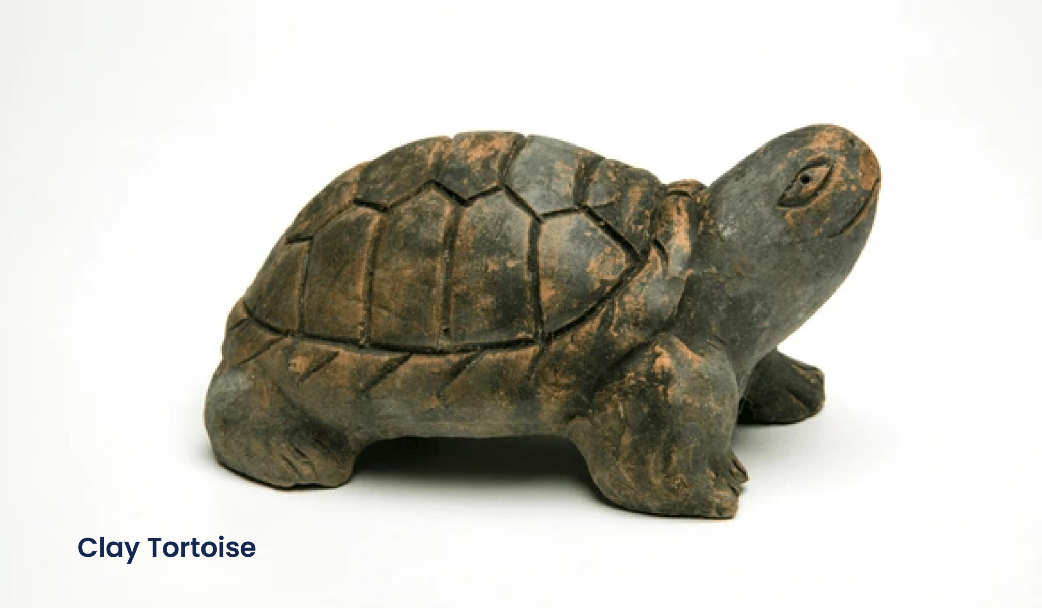 Tortoise Vastu Tips: 15 Types of Tortoises to Bring Prosperity to Your Home